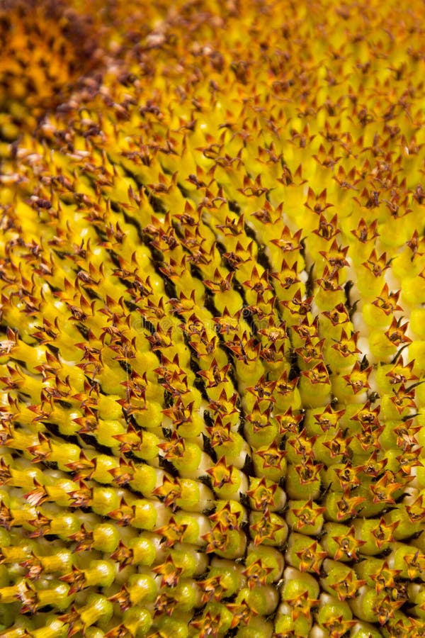 Sunflower texture closeup stock image. Image of flower - 44128063