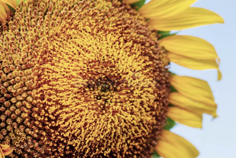 Sunflower with texture stock image. Image of countryside - 134652167