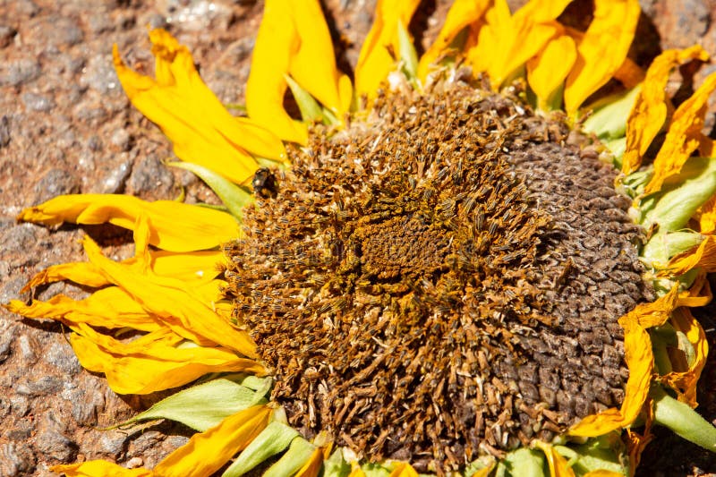 A Sunflower Thrown on the Ground. Stock Image - Image of petals, garden ...