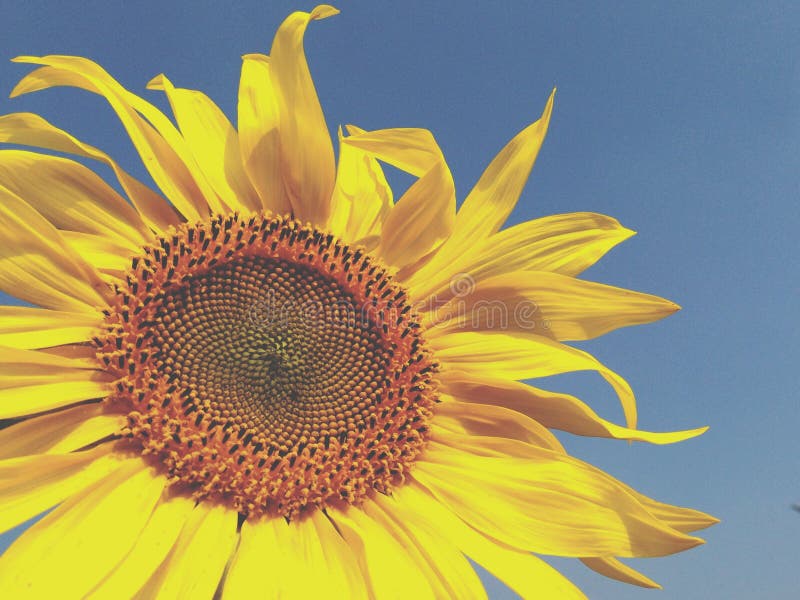 Sunflower stock image. Image of bloom, yellow, sunflower - 50958157