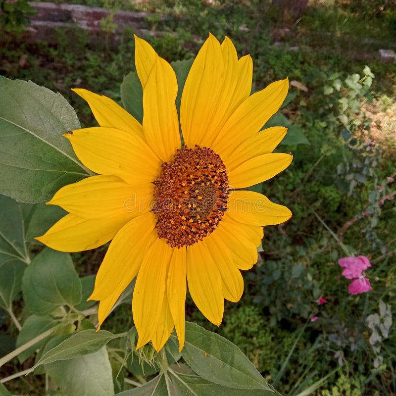 Sunflower tilted side view stock image. Image of angle - 315661907