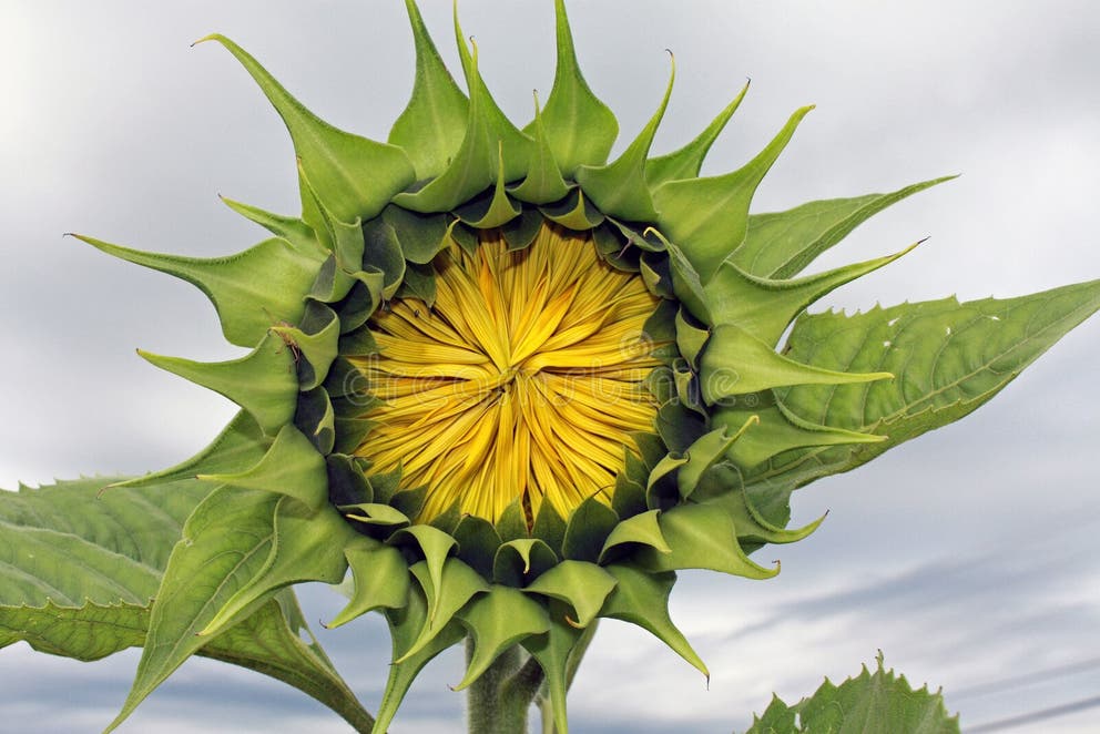 Sunflower about to burst stock photo. Image of flowers - 12702122