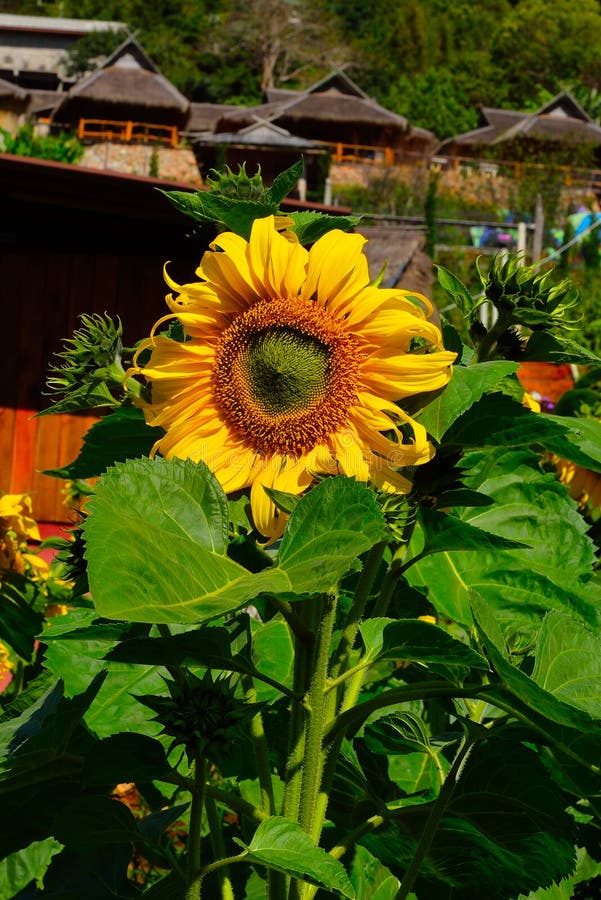 Sunflower tree stock image. Image of park, nature, jumbo - 86011583