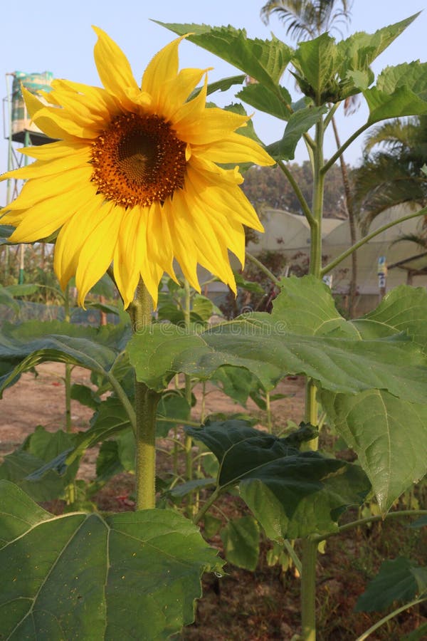 Sunflower on tree in farm stock image. Image of hybrid - 268608683