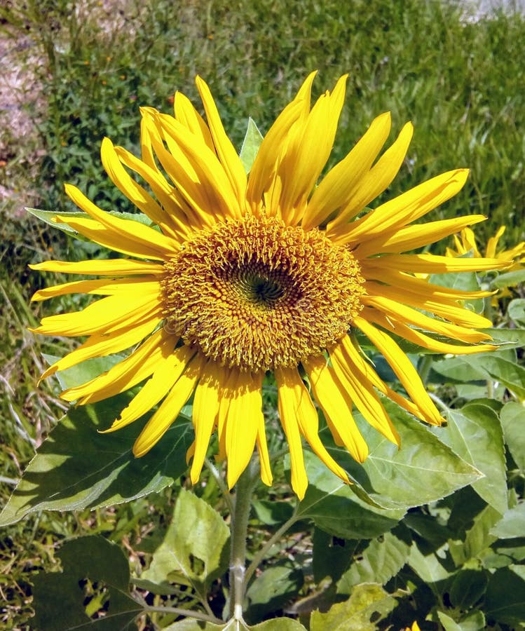 Sunflower Trees and Gardens Nature Stock Photo - Image of sunflower ...