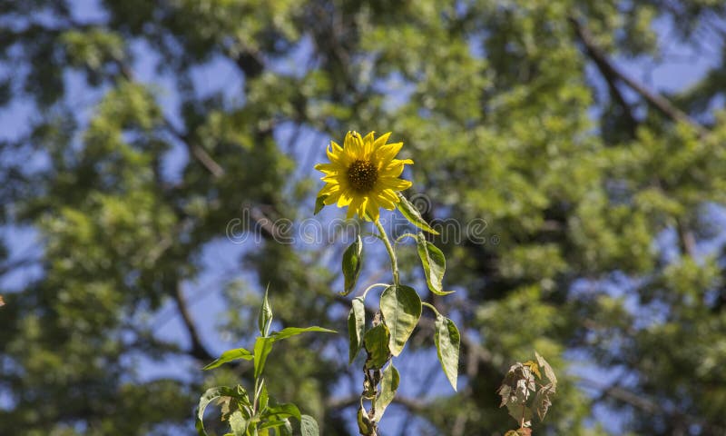 Sunflower in the Trees stock image. Image of bloom, green - 97376081