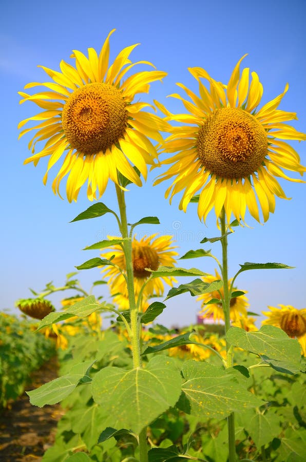 Sunflower stock image. Image of beauty, bright, nature - 74244099