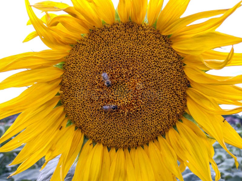 Sunflower and Two Bees on it - in Romania Stock Image - Image of wild ...