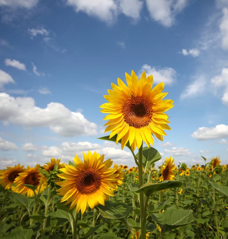 Sunflower under blue sky stock photo. Image of blue, plantation - 11332724