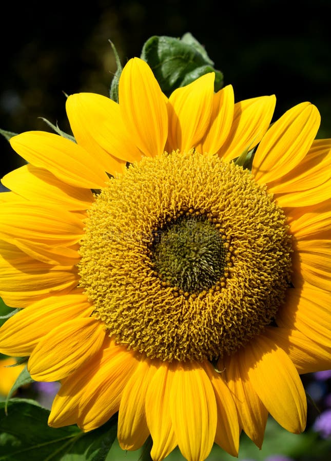 Sunflower Under the Sun Rays Stock Image - Image of agriculture ...