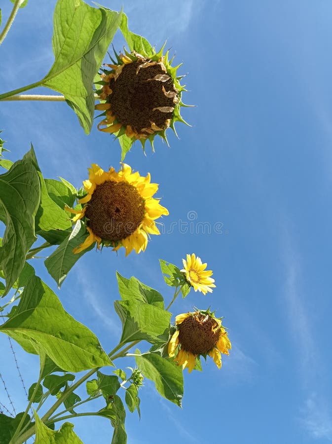 Sunflower Under the Sunlight and the Blue Sky Stock Photo - Image of ...