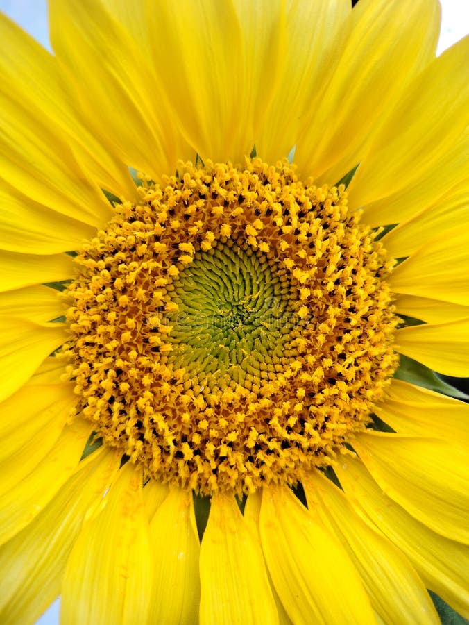 A sunflower up close stock photo. Image of food, herb - 211333112