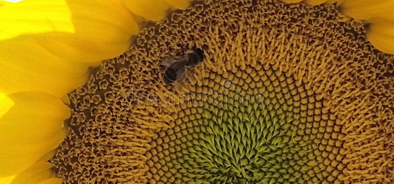 Sunflower Upper Quarter with a Bee Looking for Nectar Stock Photo ...