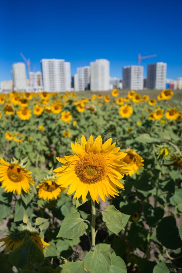 Sunflower in the Urban Environment Stock Photo - Image of blossom ...