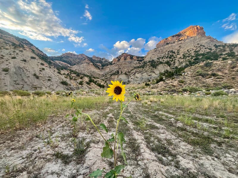 Sunflower in Utah Field Near Desert Mountain Range Stock Photo - Image ...