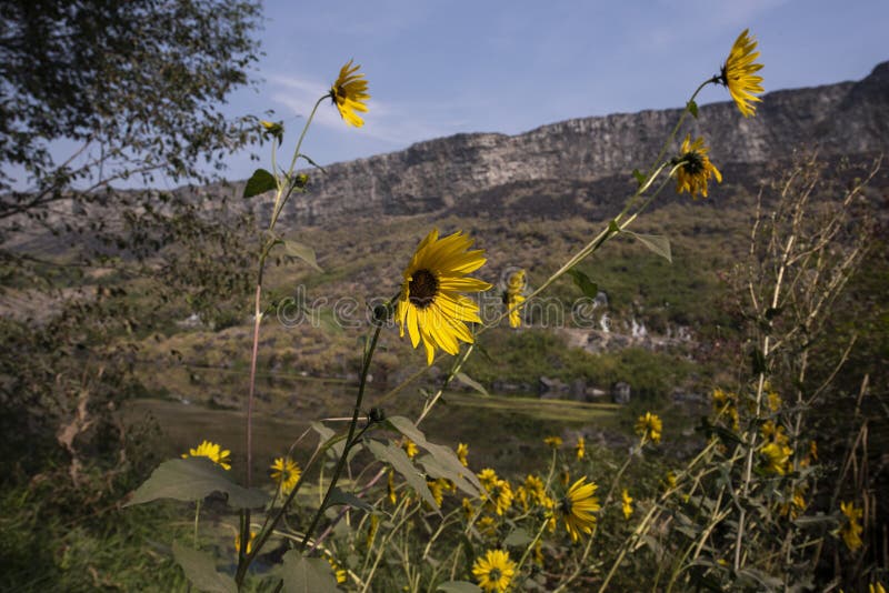Sunflower in valley stock image. Image of flower, field - 231700417