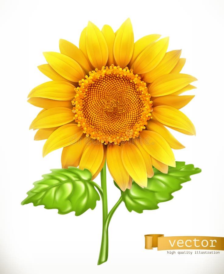 Sunflower (vector) stock vector. Illustration of leaf - 2440847