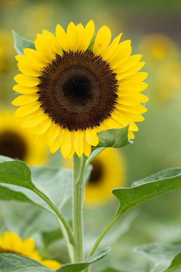 The Flower that Represents Summer is a Sunflower. Stock Image - Image ...