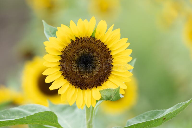 The Flower that Represents Summer is a Sunflower. Stock Image - Image ...