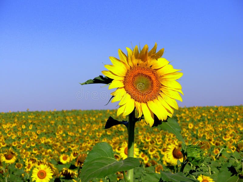 Sunflower VI stock photo. Image of beauty, alentejo, yellow - 1055876