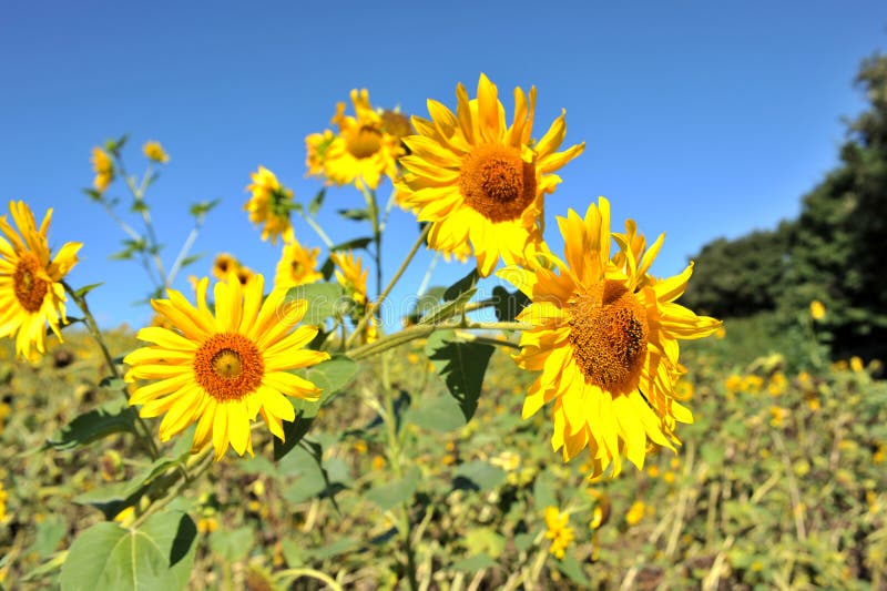Sunflower stock image. Image of beautiful, plant, color - 48281607
