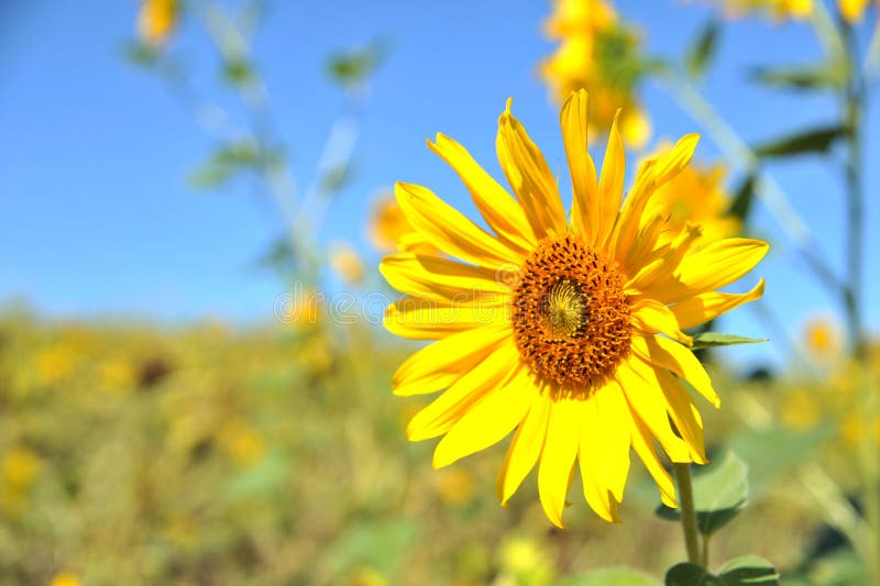 Sunflower stock image. Image of nature, blue, light, color - 48282665