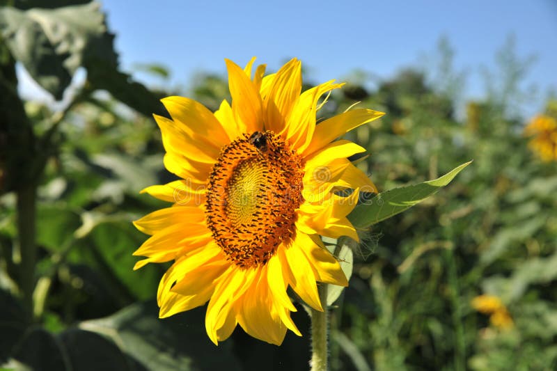 Sunflower stock photo. Image of bright, environment, plant - 48283254