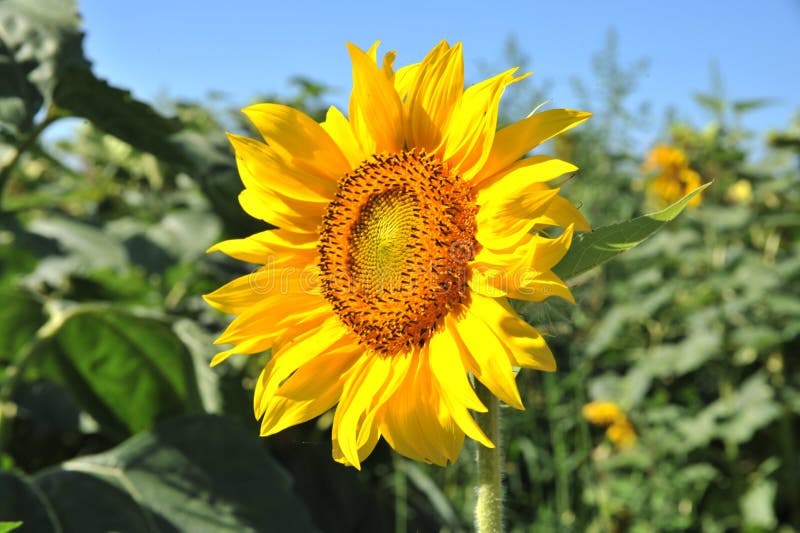 Sunflower stock photo. Image of beautiful, color, landscape - 48283554