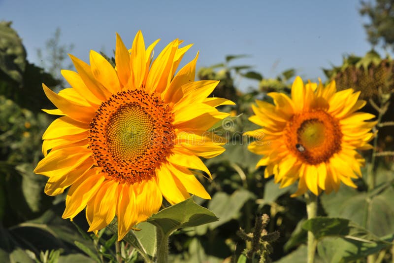Sunflower stock photo. Image of flora, countryside, fresh - 48284096