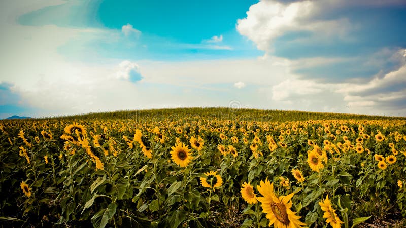 Sunflower stock photo. Image of sunflower, sunflowers - 152251542