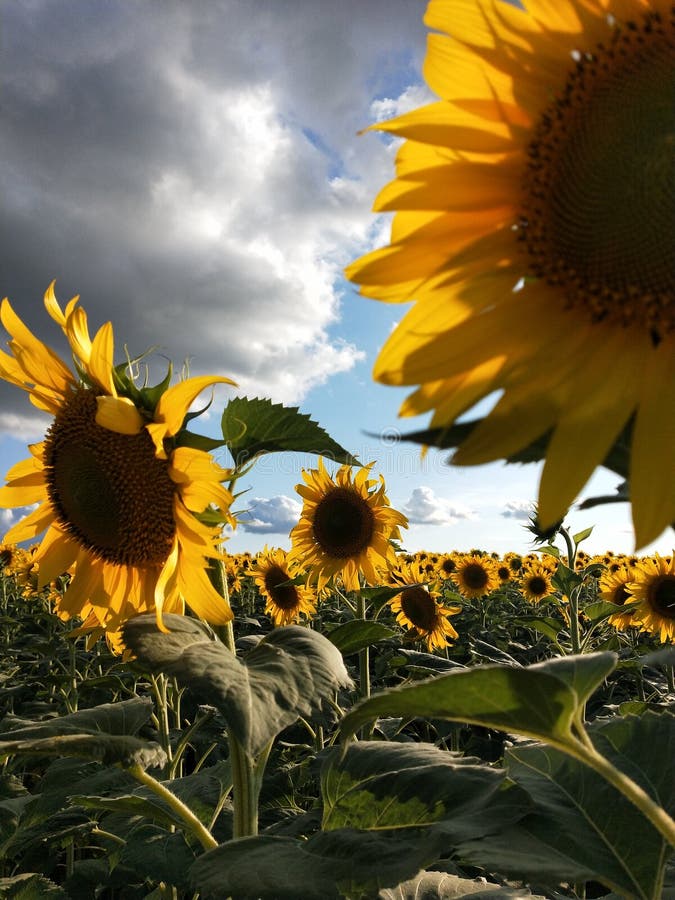 Sunflower view stock photo. Image of produce, yellow - 226735596