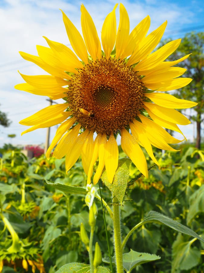 Sunflower view. stock photo. Image of beautiful, closeup - 65450686