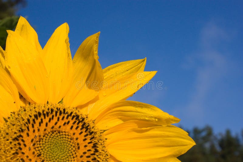 Sunflower with water drops stock photo. Image of summer - 10817350