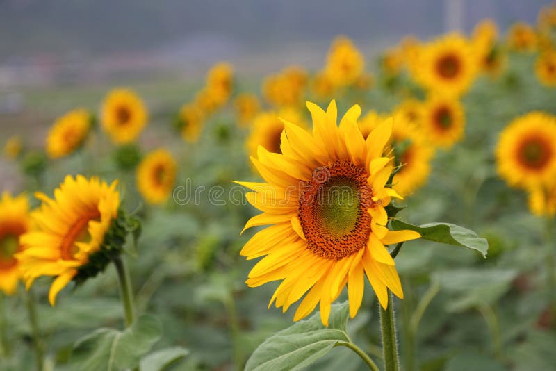 Sunflower stock photo. Image of positive, energy, flower - 43511958