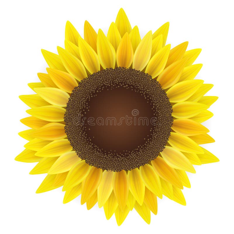 Vector Sunflower Realistic Illustration Stock Illustrations – 1,624 ...