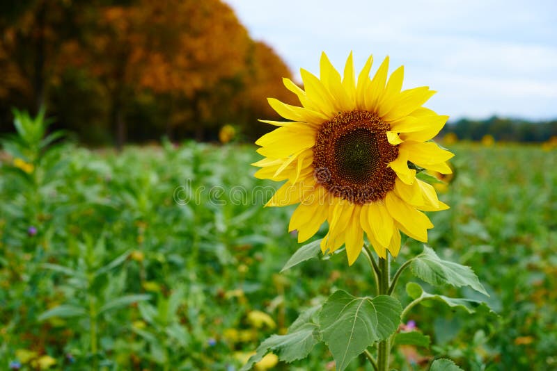 Sunflower on a wild meadow stock photo. Image of meadow - 64681732