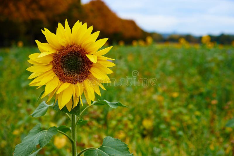 Sunflower on a wild meadow stock image. Image of release - 64681793