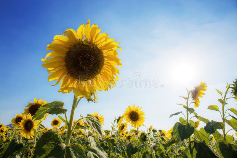 Sunflower in Winter at Sunlight Stock Photo - Image of botanical, field ...