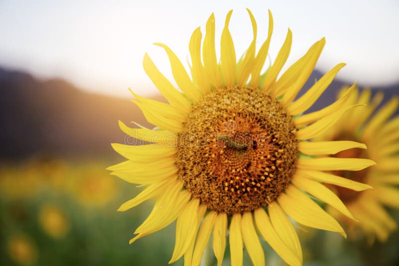 Sunflower and Worm on Pollen Stock Photo - Image of closeup, pollen ...