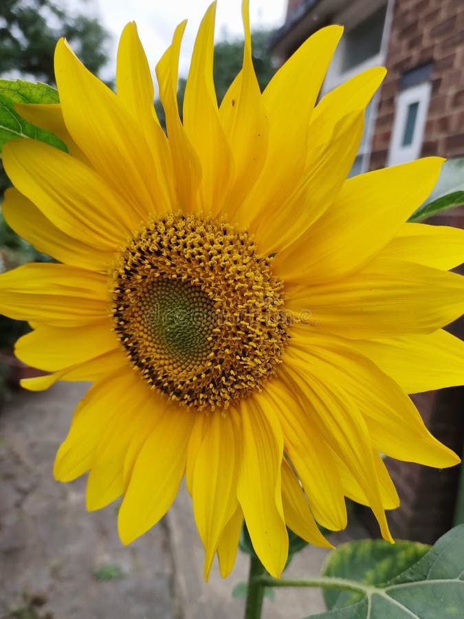 Sunflower Yellow Bloom Yellow Flower Stock Image - Image of flower ...