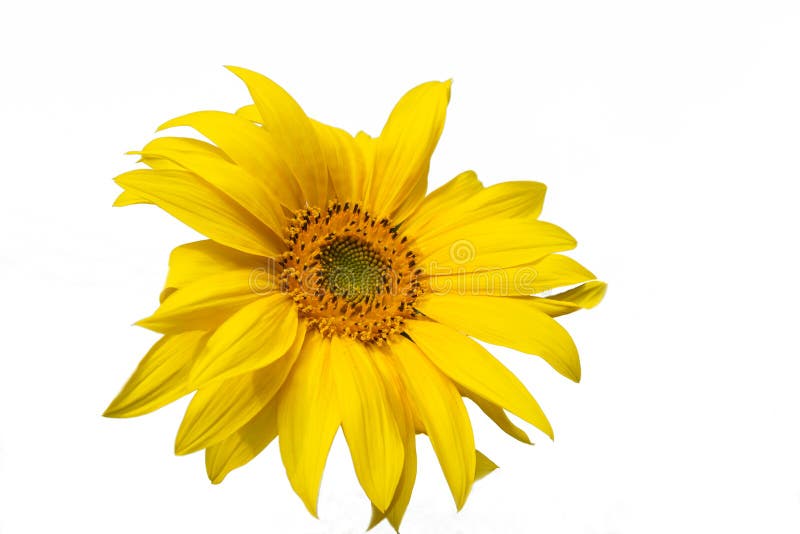 Sunflower yellow color stock image. Image of background - 64950729