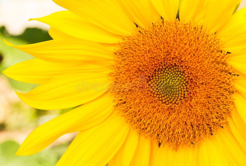 Sunflower yellow color stock image. Image of background - 64950729