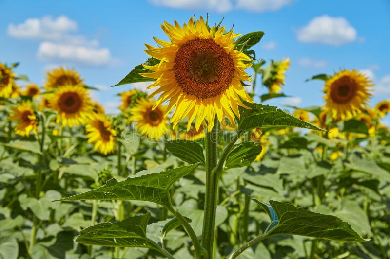 Sunflower Yellow Field and Blue Sky with Clouds Stock Photo - Image of ...