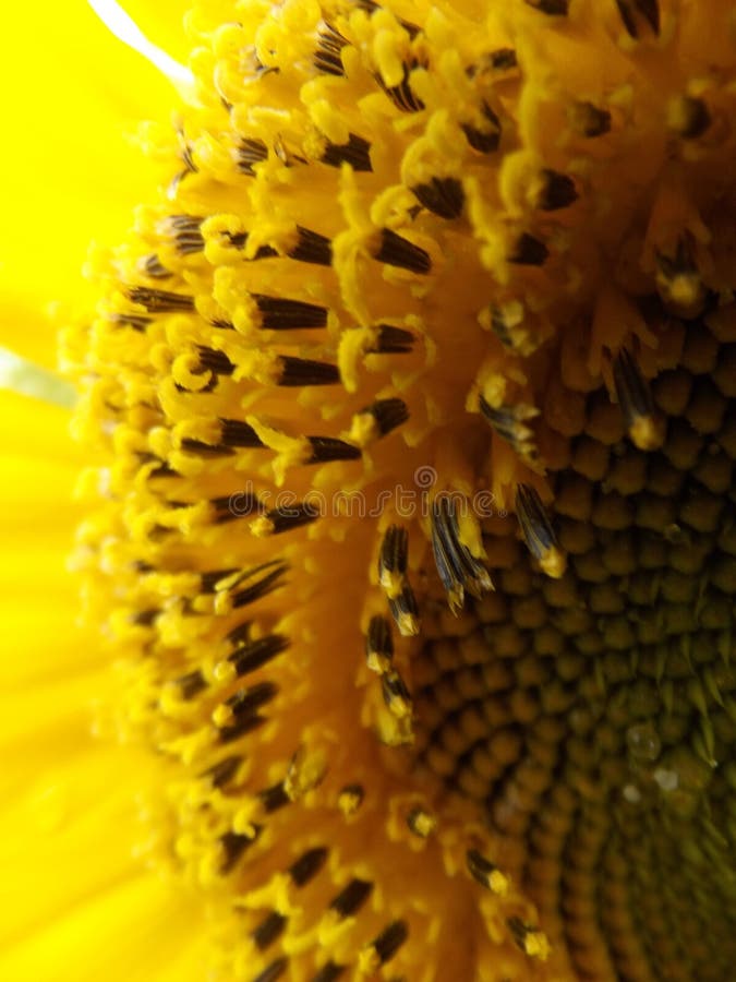Sunflower, Yellow, Flower, Pollen Stock Image - Image of flower ...