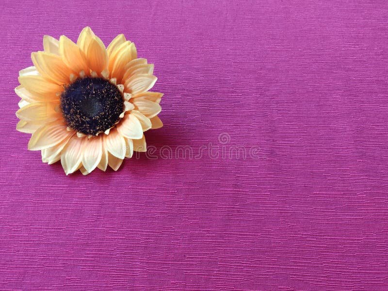 Sunflower Yellow on Fuchsia Sheet Stock Photo - Image of bouquet, petal ...