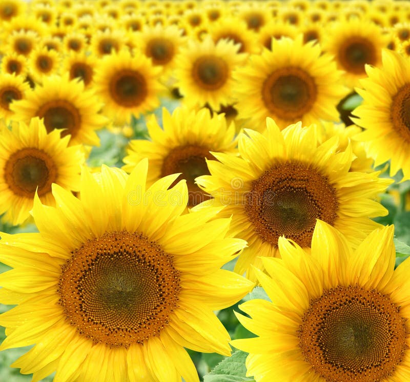 Sunflower texture stock photo. Image of blossom, details - 14110720