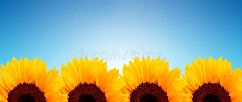 Four Sunflowers stock photo. Image of gold, fantasy, blossom - 2674016