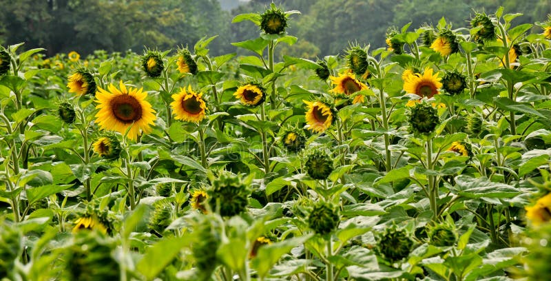 Sunflowers stock image. Image of texture, garden, field - 12904139