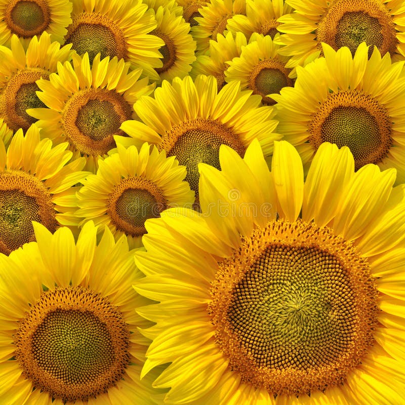 Sunflowers stock image. Image of organic, botanical, blooming - 25664609