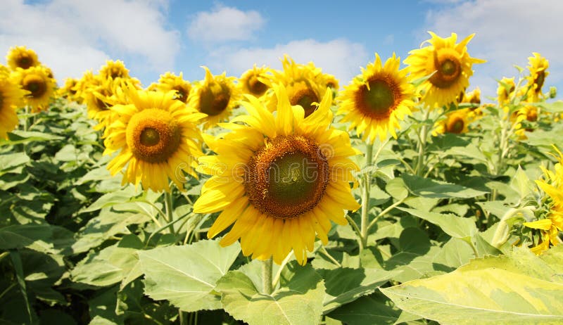 Sunflowers stock photo. Image of blue, bright, farm, landscape - 26022000